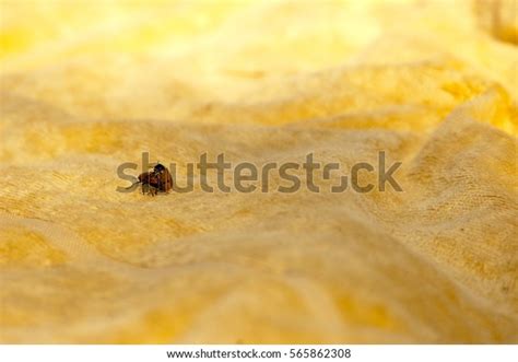 Two Insects Having Sex On Beach Stock Photo Shutterstock