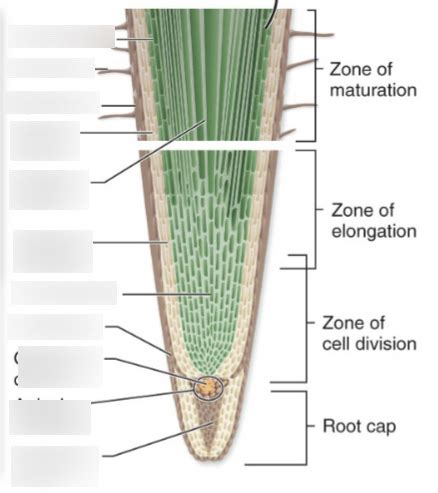 Root In Cross Section Diagram Quizlet
