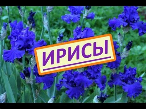 Цветы ирисы бородатые. Где купить ирисы недорого и качественно? - YouTube