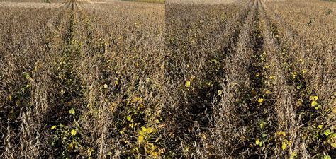 Dryland Soybean Yield Responses To Agronomic Management Practices Crop Science Us