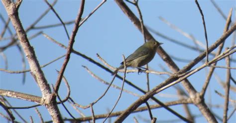 Figuinha Do Mangue Biofaces Bring Nature Closer