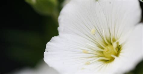 【ツキミソウ（月見草）の花言葉】誕生花や韓国での花言葉│花言葉のオンファビ