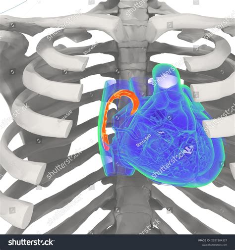 Crista Terminalis Heart Inner Part Anatomy Stock Illustration 2327104327 Shutterstock