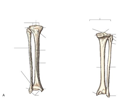 Tib Fib Label Quiz