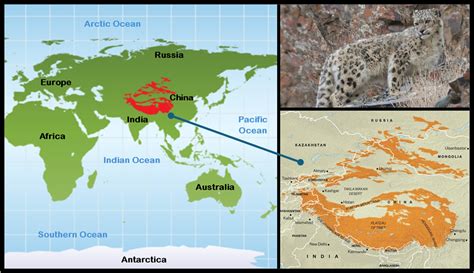 Snow Leopard Ecology Prime