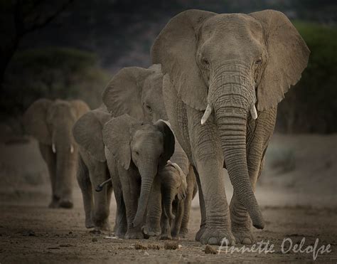 Mount Etjo Safari Lodge Namibia App