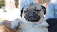 Pugs S Get The Best  On Er