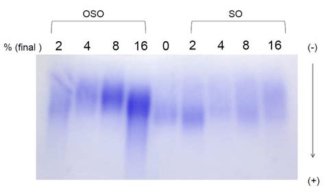 Electrophoretic Profiles Of Hdl After Incubation With Oso And So Final