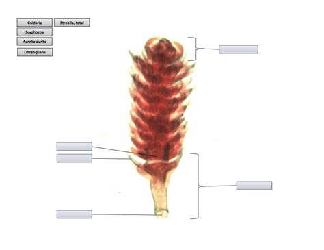 Scyphozoa Aurelia Aurita Strobila Total Diagram Quizlet