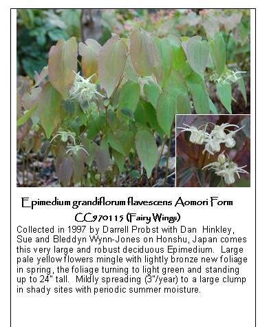 Epimedium