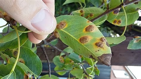 Pear Tree Disease — Bbc Gardeners World Magazine