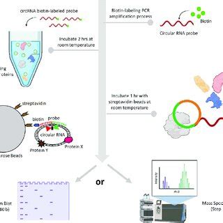 Diagram Showing The Principle Of Circular RNA Probe Design Download Scientific Diagram