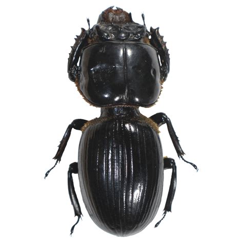 Proculus Mniszechi Bioquipbugs