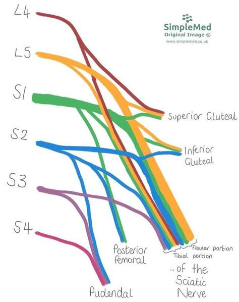 The Sacral Plexus Spinal Nerves Branches Teachmeanatomy 45 Off