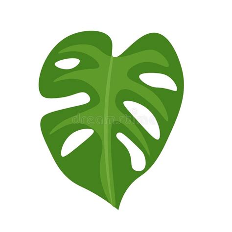 Monstera Leaf Flat Vector Illustration Cartoon Janda Bolong Leaves