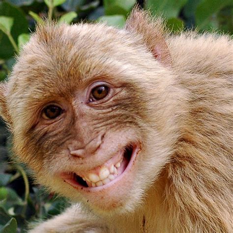 Pin By Mona Ray On Wild Kingdom Laughing Animals Happy Animals Cute