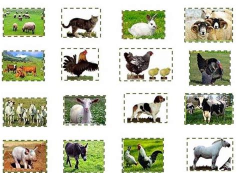 Νηπιαγωγειο διαδραστικες δραστηριοτητες για τα κατοικιδια ζωα Live Worksheets