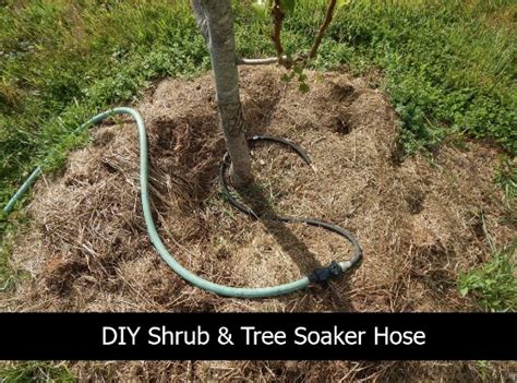 DIY Shrub And Tree Soaker Hose