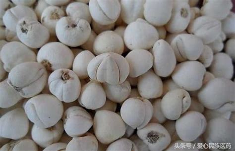 止咳聖藥 同樣的川貝不同樣的症狀 每日頭條