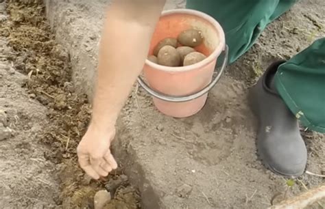 Як правильно висаджувати картоплю Читайте на Ukr Net