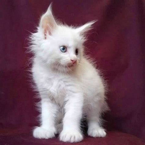Meet Kefir The Most Popular Maine Coon Cat In Russia Photos Russia Beyond