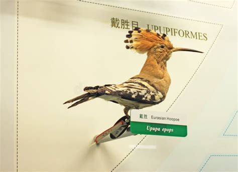 Bird Specimen Editorial Photo Image Of Birds Endangered 121046046