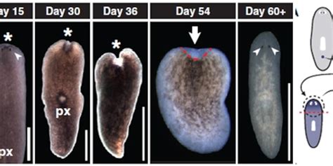 Regeneration Of Planaria