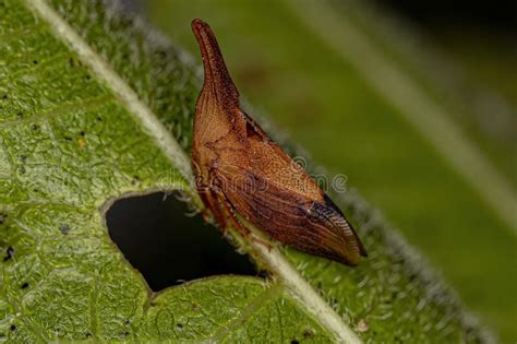 Adult Typical Treehopper Stock Image Image Of Hopper 241078119