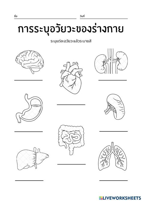 ใบงาน เรื่อง อวัยวะภายในร่างกาย 4247285 Kantiya Silaard