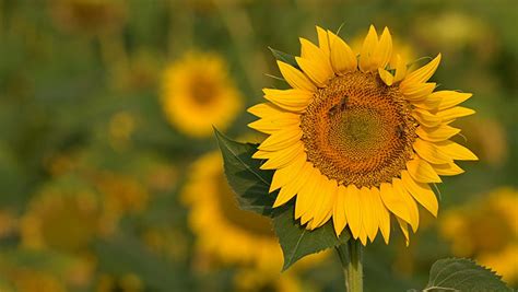 키컷스톡 저작권 걱정 없는 초고화질 비디오 찾아보기