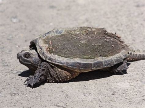 How To Identify A Snapping Turtle All Turtles