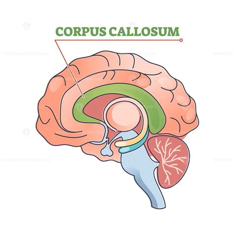 Corpus Callosum Function