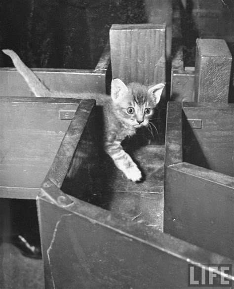 Psychology Testing On Cats At Brooklyn College 1941 ~ Vintage Everyday