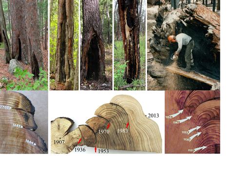 Introducing The North American Tree Ring Fire Scar Network Oak Fire Science
