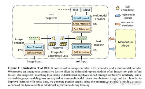 【论文解读之多模态预训练系列】——albef 知乎