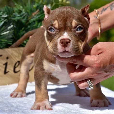 American Bully Pocket For Sale Name Cobe Age 12 Weeks