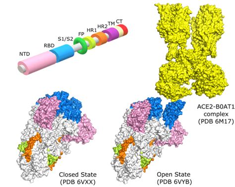 Domains Of The Spike Protein N Terminal Domain Ntd Receptor Binding Download Scientific