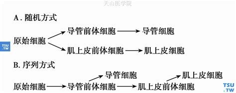 【附图】 唾液腺肿瘤发生的半多能双储备细胞理论 口腔医学 天山医学院
