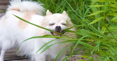 愛犬が食べている草は大丈夫草食の理由と危険な植物 Honda Dog Honda公式サイト