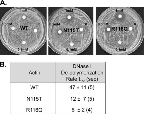 Effect Of Mutations On Filament Depolymerization In Vivo And In Vitro
