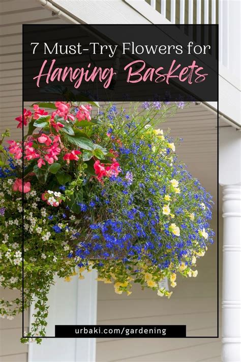 7 Must Try Flowers For Hanging Baskets Hanging Flower Baskets Shade Loving Perennials