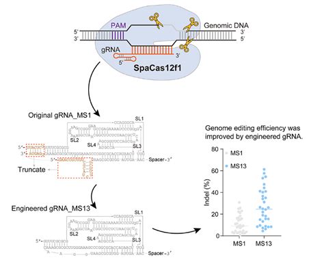 科学网—《细胞报告》：上海科技大学季泉江团队开发出高效微型crispr Spacas12f1基因编辑系统 小柯生命的博文