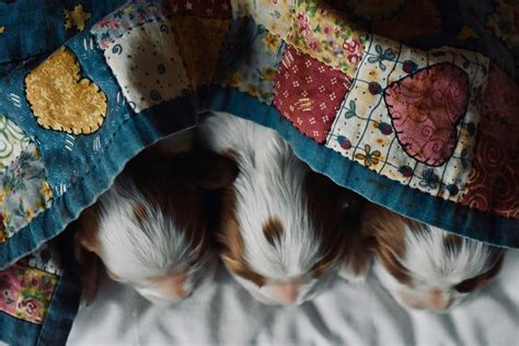 How To Make Continuous Binding — Central Connecticut Modern Quilt Guild