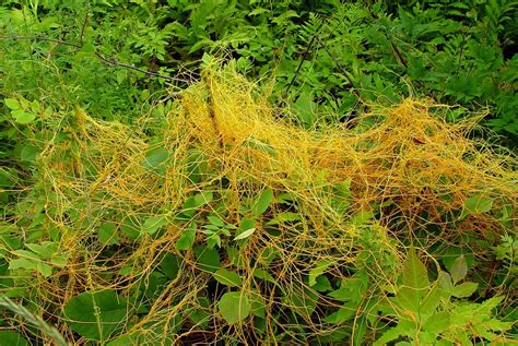 Got Dodder Anyone Seen Dodder Growing Anywhere In Tampa Area R