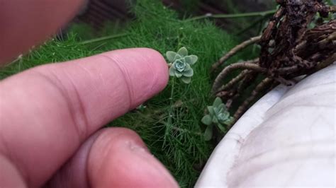 Premium Photo Cropped Finger Of Person Touching Plants