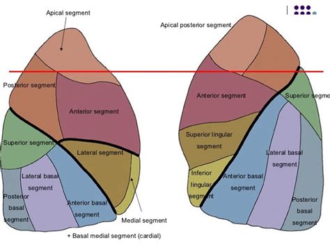 Lungensegment Segmentum Bronchopulmonale Med Kom