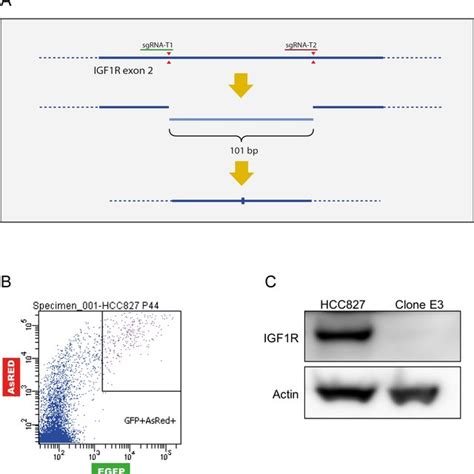 Generation Of A Hcc827igf1r−− Cell Line A Hcc827 Cell Line With