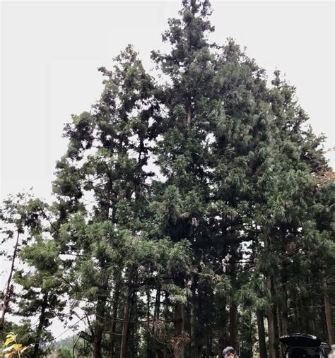 スギとヒノキの違い カエルとき