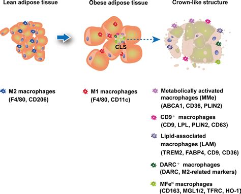 Frontiers Adipose Tissue Macrophages As Potential Targets For Obesity