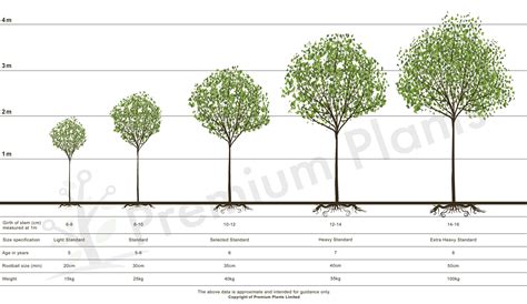 Tree Size And Weight Guide Premium Plants Wholesale